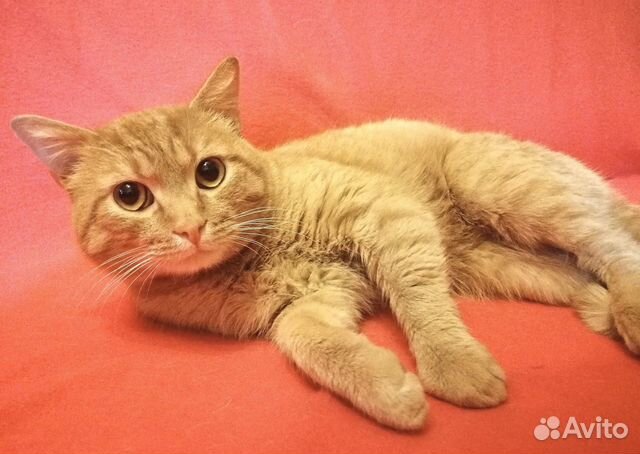 Кот Матвей ищет дом