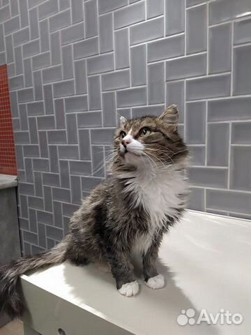 Кот Барсик ищет дом