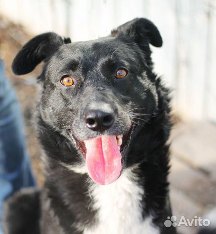 Добрый, крупный пес Пират