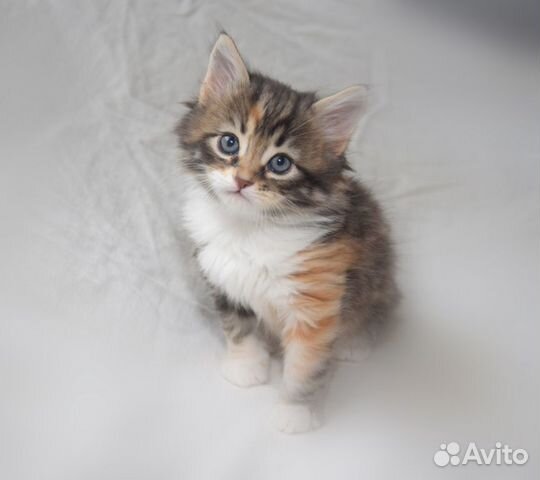Котенок