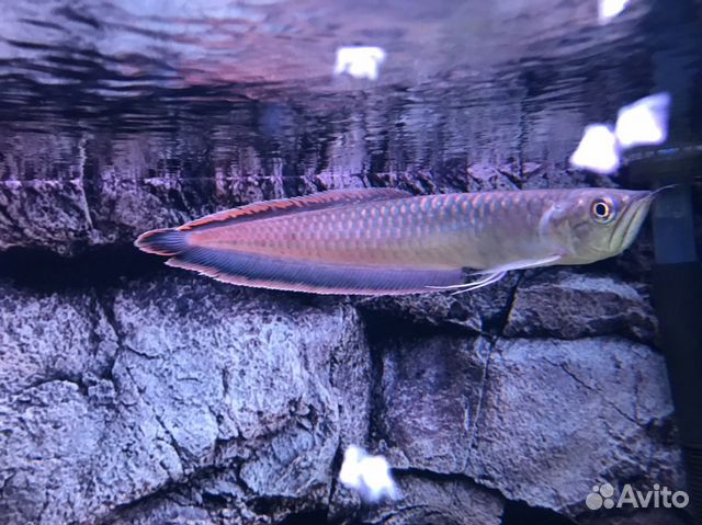 Арована альбинос