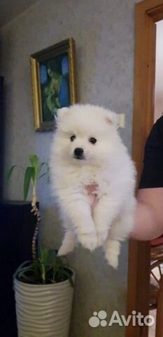 Шпиц Японский