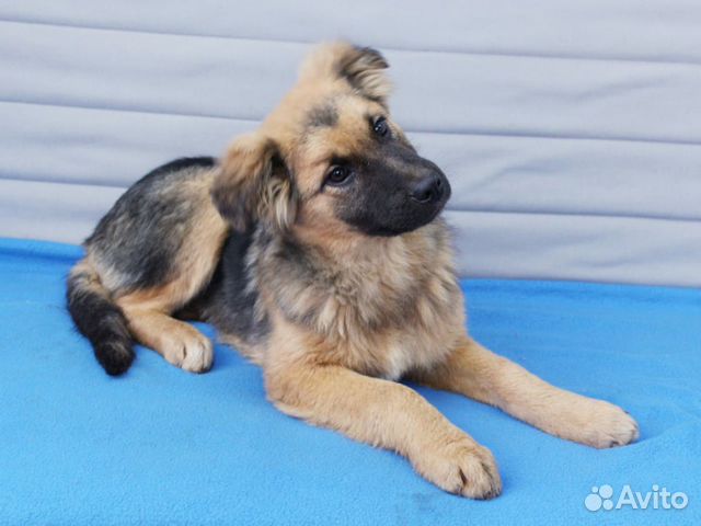 Овчароидные щенки