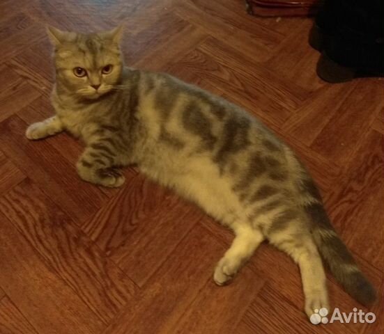 Срочнокошка в добрые руки