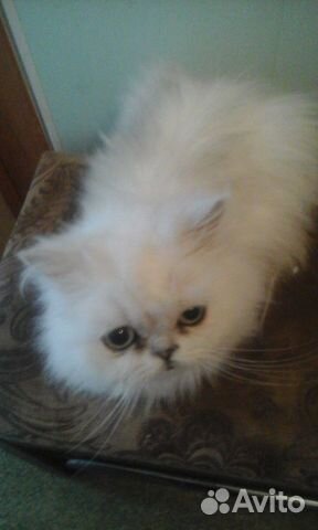 Котёнок персидская шиншила