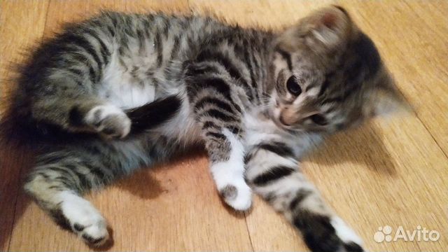 Котята в поисках дома