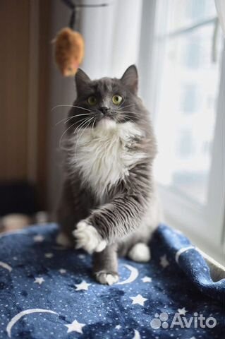 Чудесная девочка Буся ищет семью