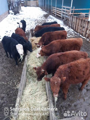 Быки 11 голов