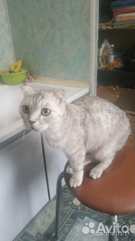 Шотландские котята