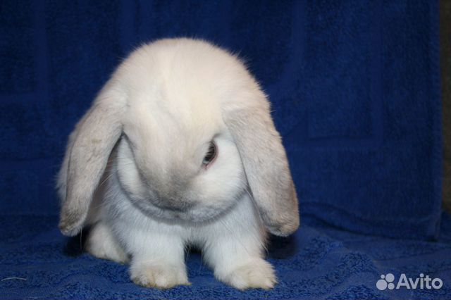 Карликовые кролики