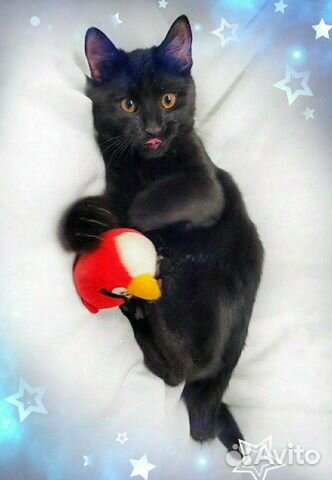 Котенок Матвей