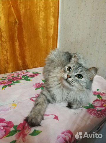 Кошечка Фея с редким окрасом