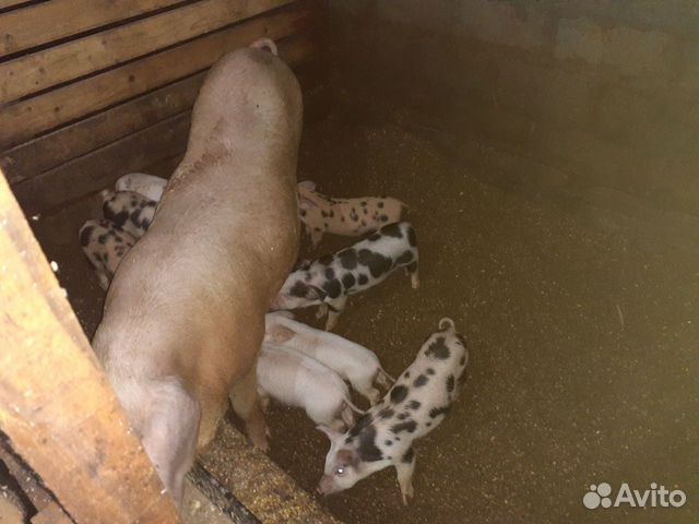 Продаются поросята