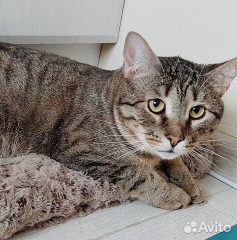 Кот матрасик в дар