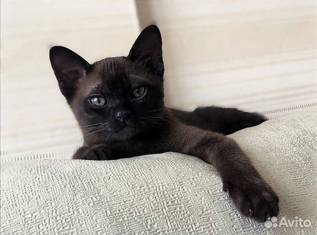 Бурманское чудо