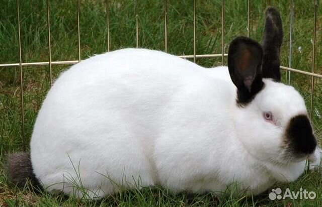Кролики калифорнийцы
