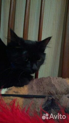 Котёнок чёрный