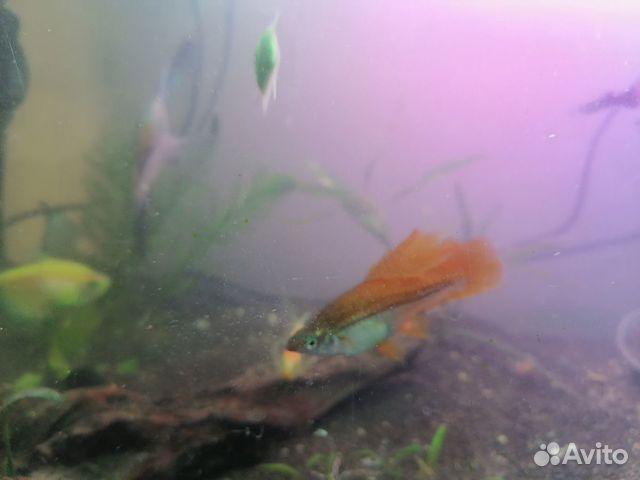 Скалярии и меченоска