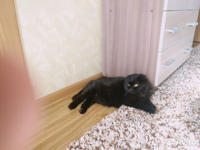 Отдадим прекрасную Шотландскую вислоухую кошечку