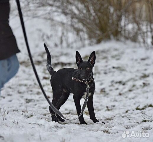 Щенок в дар