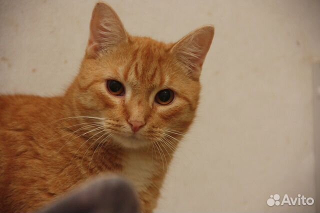 Котик Рыжик ищет Дом