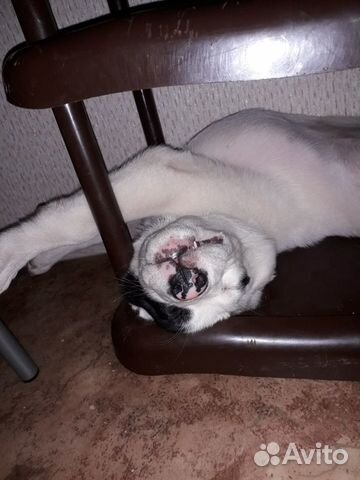 Метис лабрадора