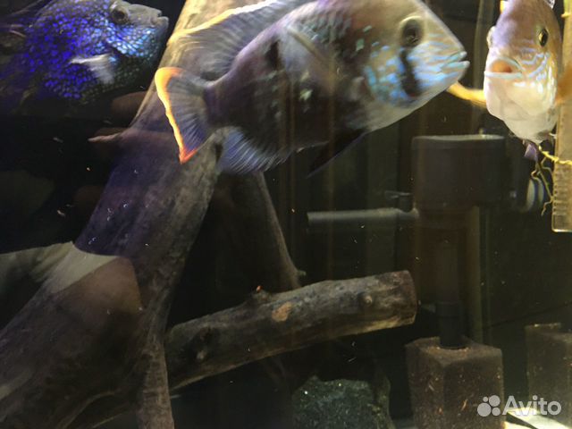 Акары бирюзовые и птерик