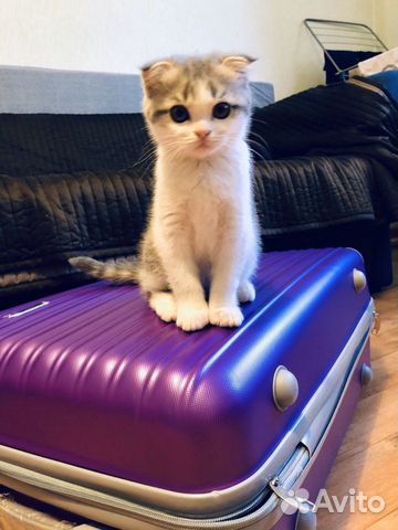 Вислоухая шотландка Мишель