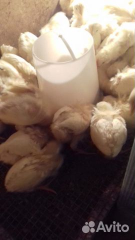 Цыплята петушки кросса Декалб Уайт Decalb White