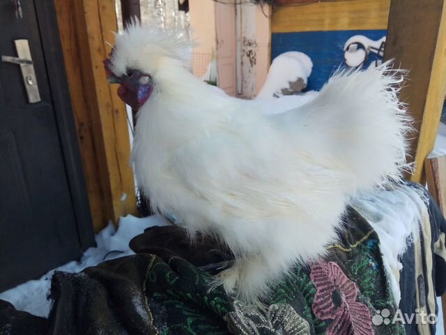 Петух китайский шелковый