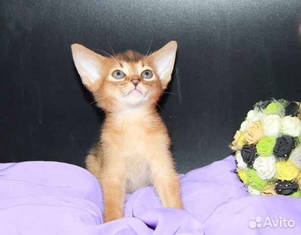 Котенок мальчик Абиссинец