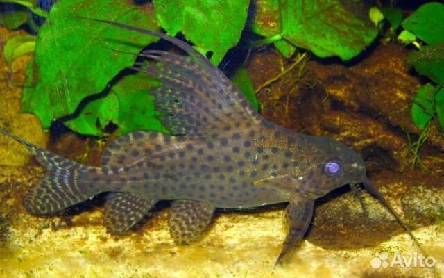 Рыбки отдам безвозмездно