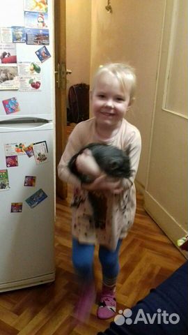 Белка земленая