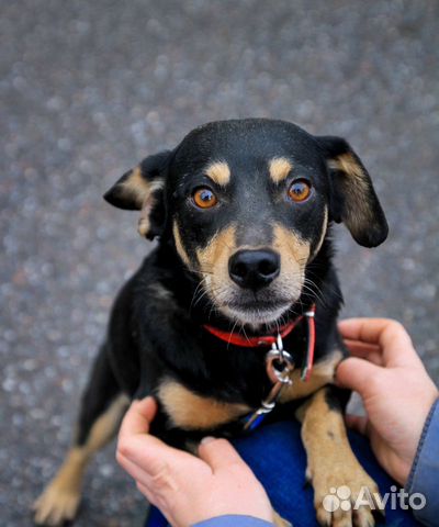 Дарвин, 2 года, 30см