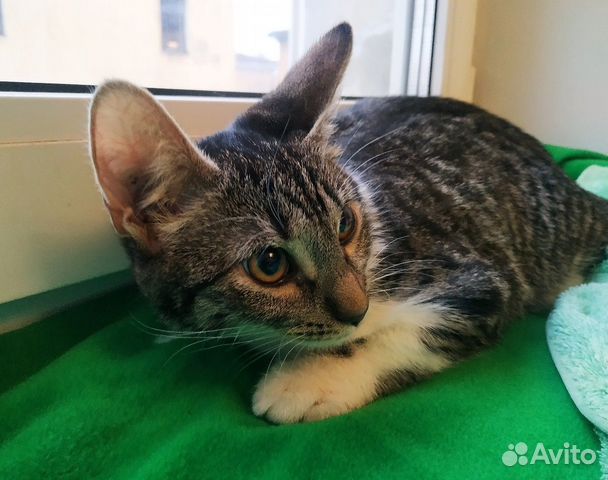 Луна, инопланетное ушастое очарование, ищет дом