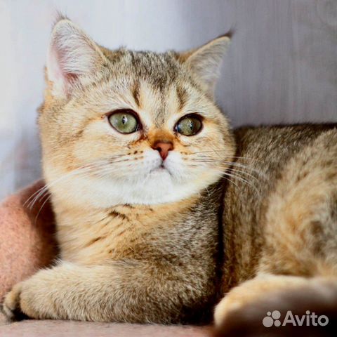 Роскошная кошечка страйт золотая шиншилла