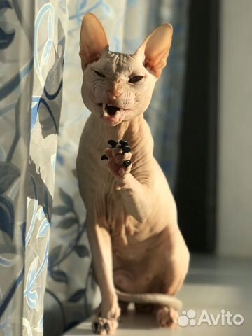 Сфинкс вязка