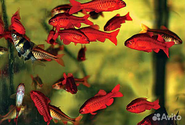Барбус вишневый