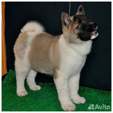 Акитосик - красавчик