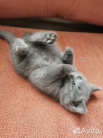 Котенок шотландец