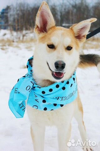 Собака Эви в дар