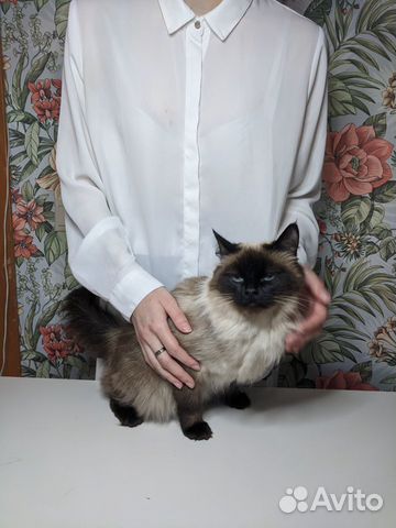 Невская маскарадная красавица