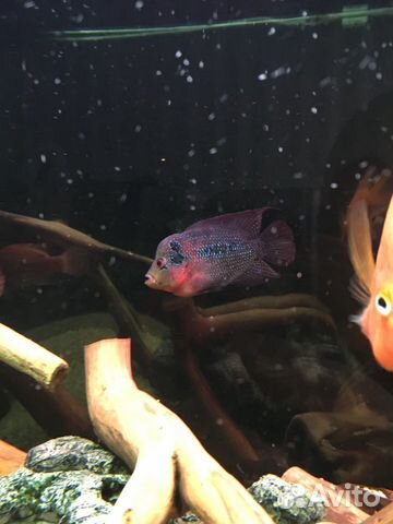 Флауэр хорн