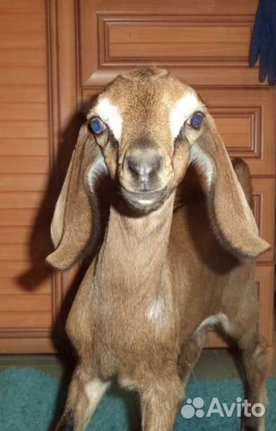 Козочка нубийская