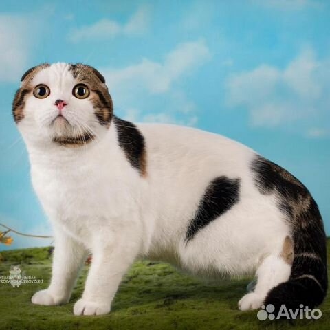 Шотландский кот на вязку