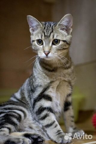 Митя ищет дом