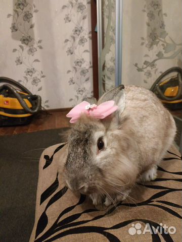 Домашний кролик