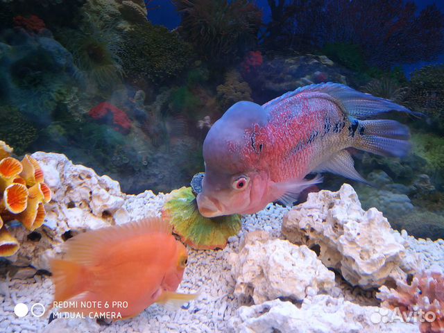 Фловер хорн