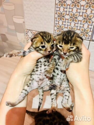 Бенгальские котята