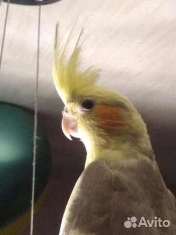 Попугай Корелла